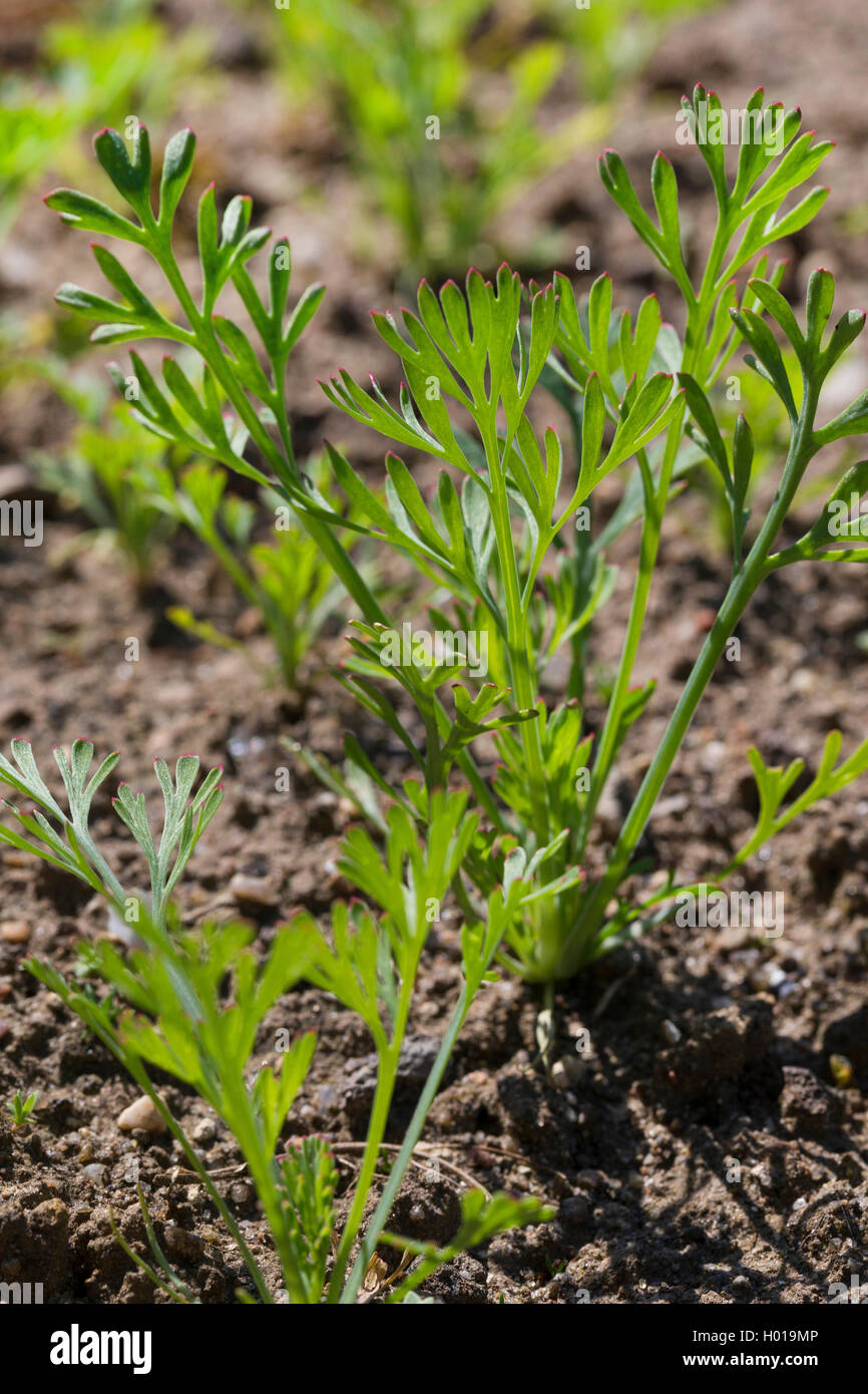 Poppy seedlings hi-res stock photography and images - Alamy