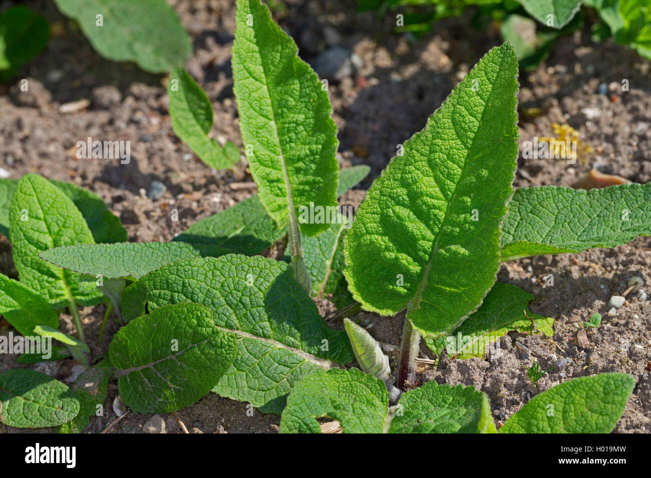 black mullein (Verbascum nigrum), young leaves, Germany Stock Photo - Alamy