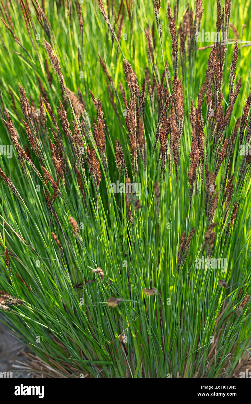 tufted sedge, tufted-sedge, tussock sedge (Carex elata), blooming ...