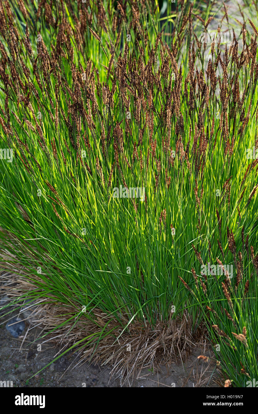 tufted sedge, tufted-sedge, tussock sedge (Carex elata), blooming ...