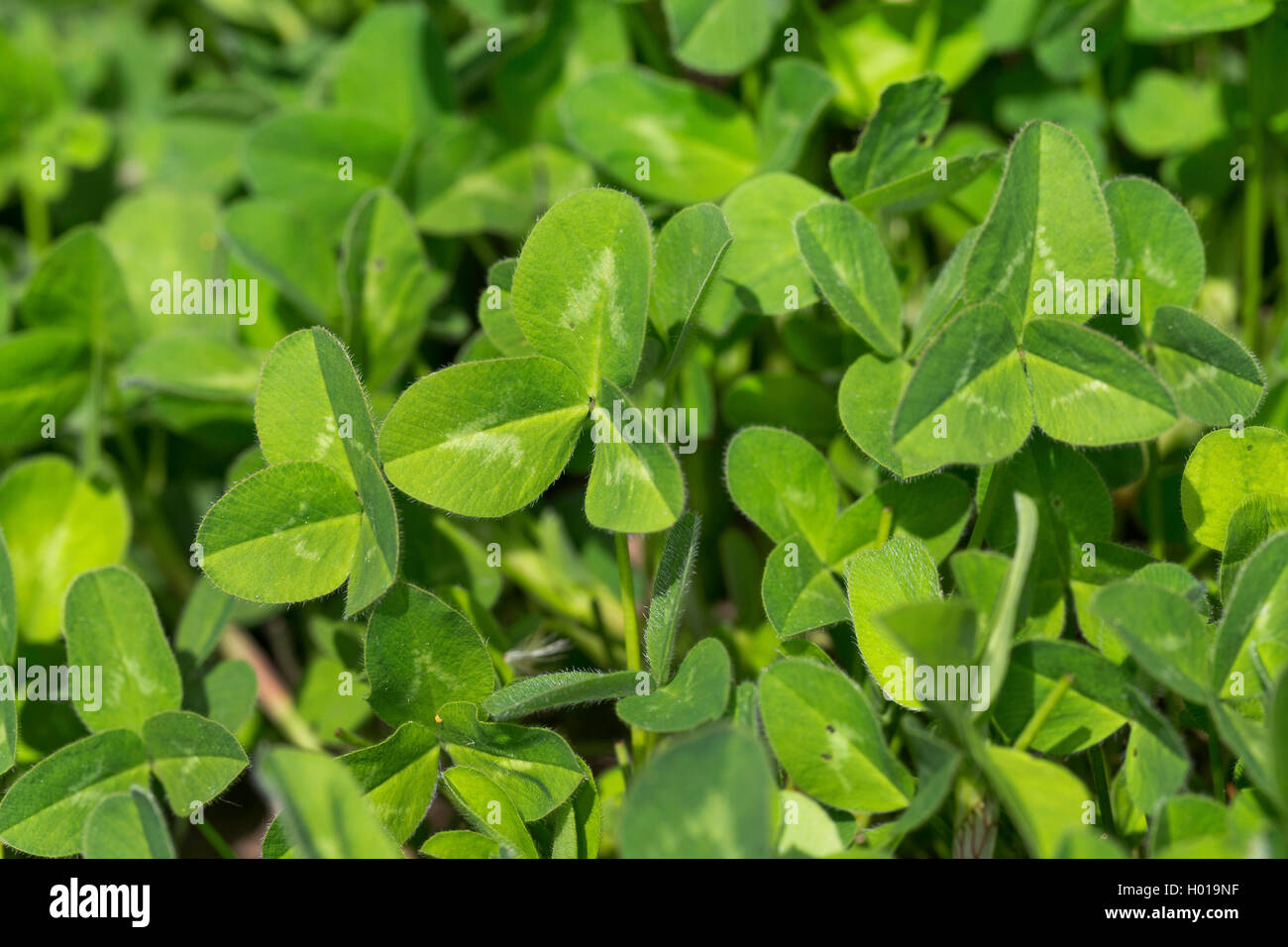 red clover (Trifolium pratense), young leaves, Germany Stock Photo - Alamy