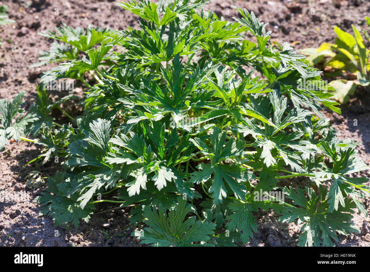 Young geraniums hi-res stock photography and images - Alamy