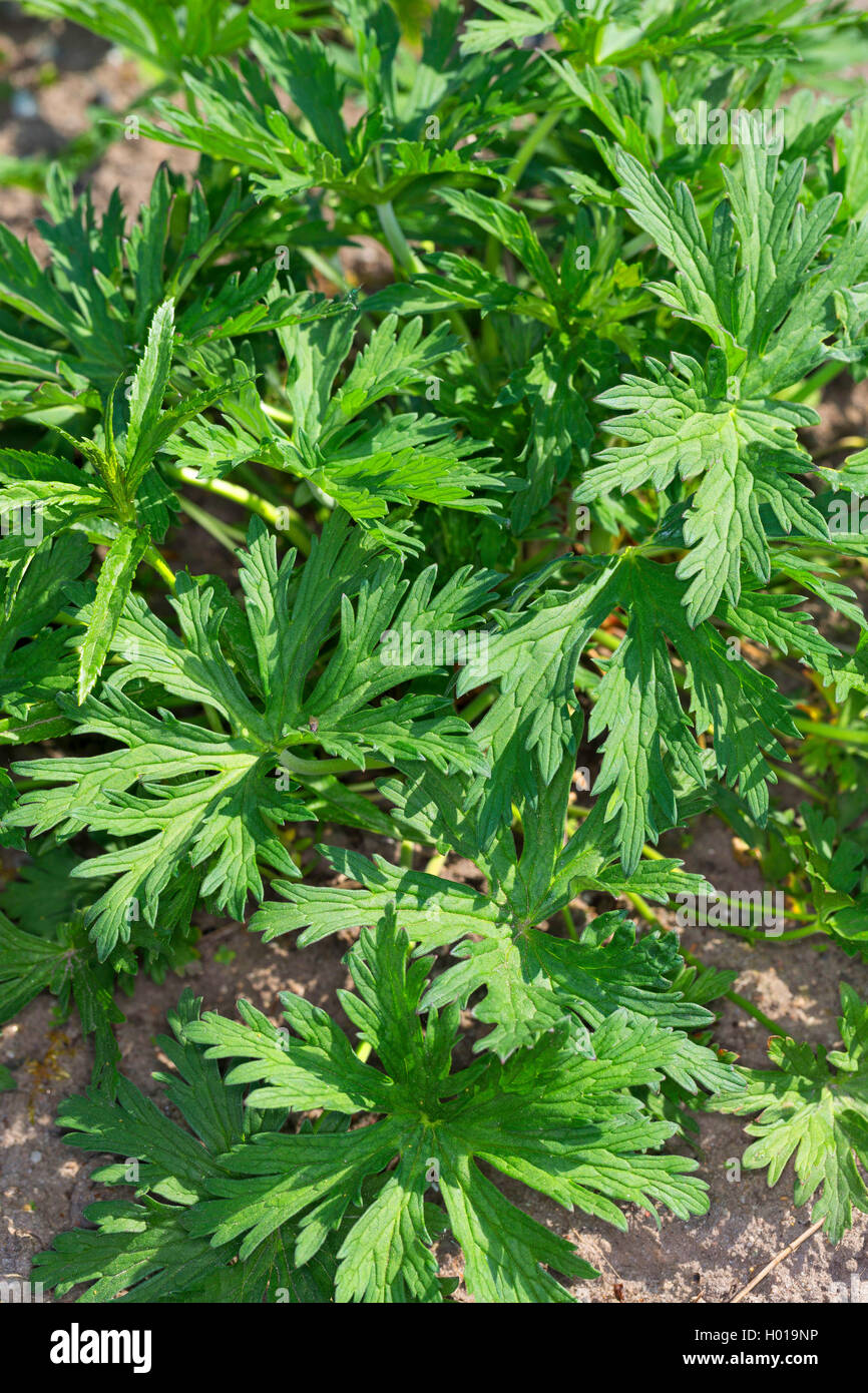 Young geranium plants hi-res stock photography and images - Alamy