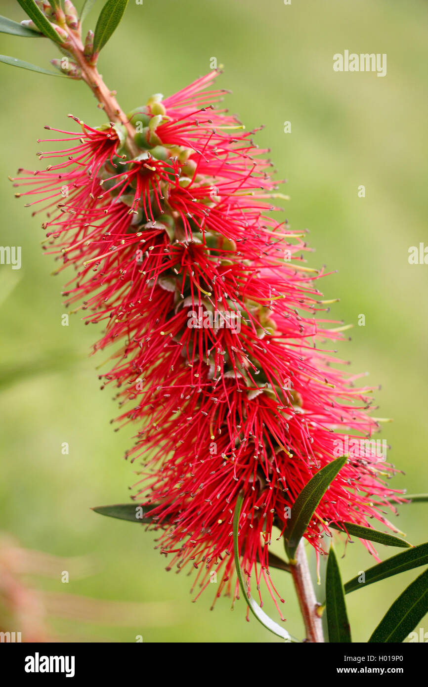 Bottlebrush Callistemon Spec High Resolution Stock Photography and Images - Alamy