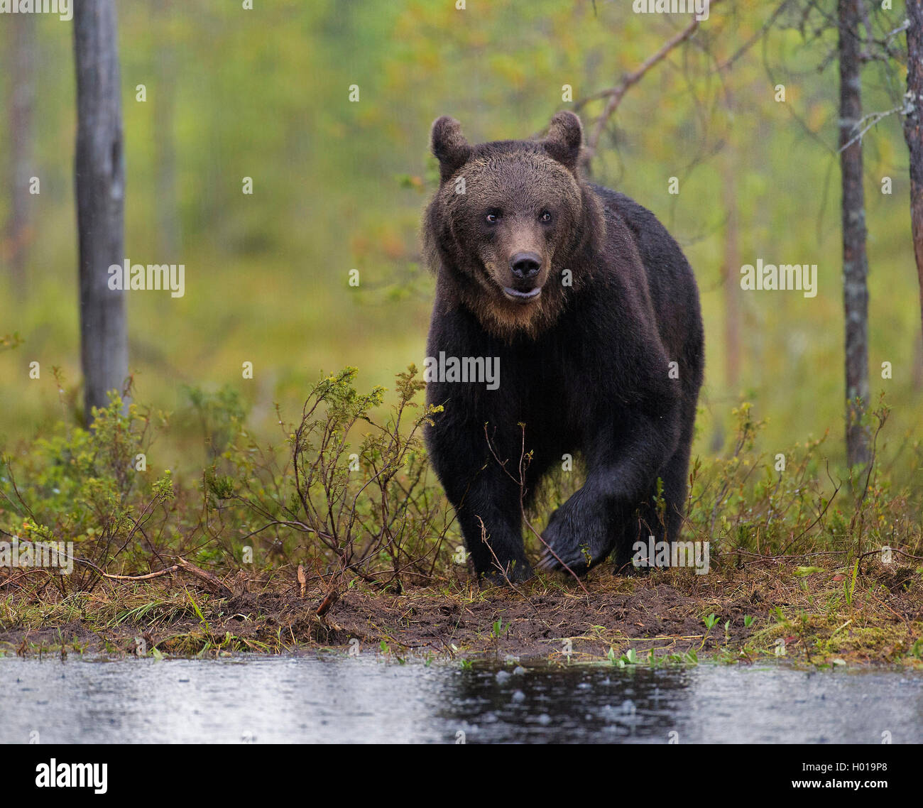 Regnvaer hi-res stock photography and images - Alamy