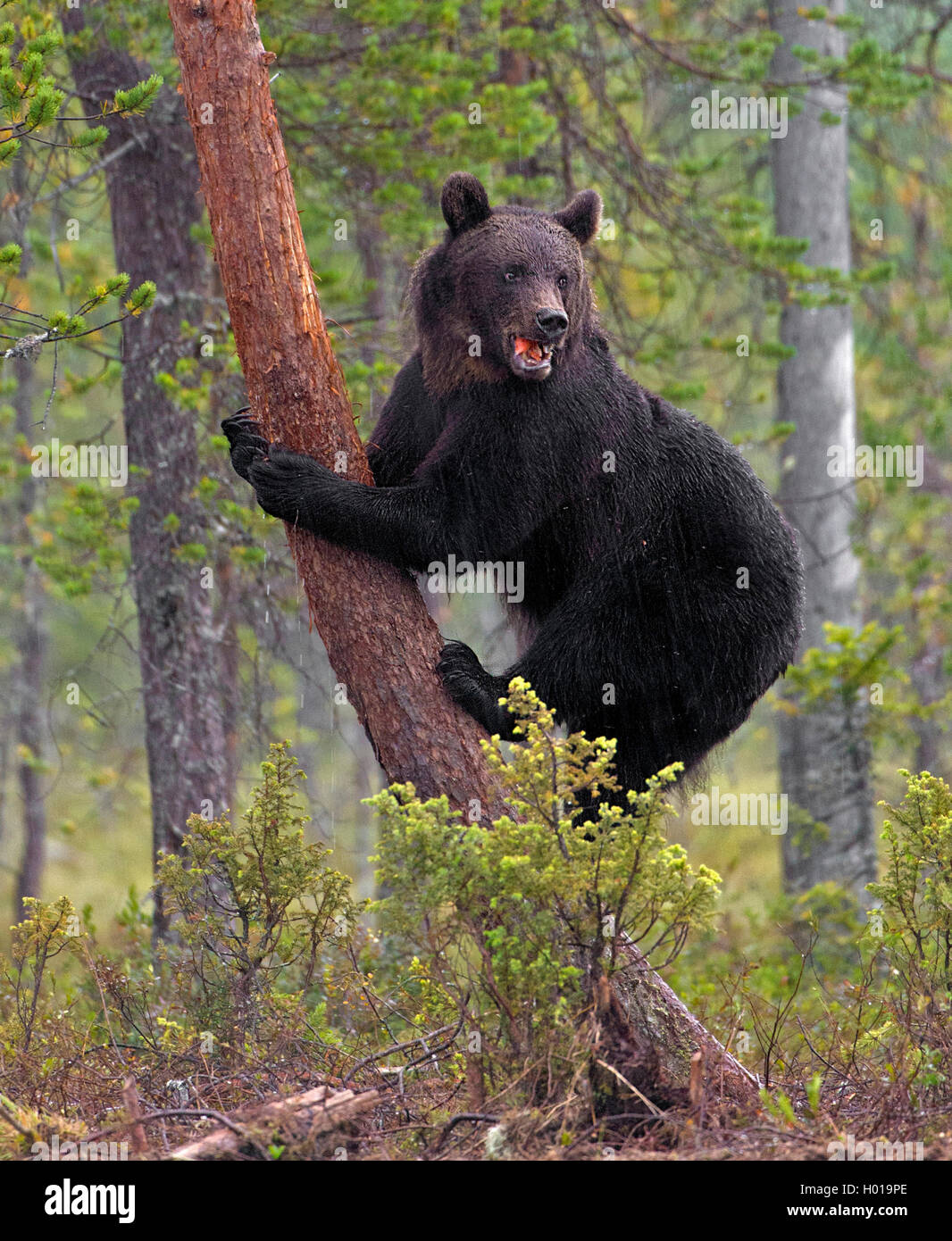 European brown bear europaeischer braunbaer hi-res stock photography ...