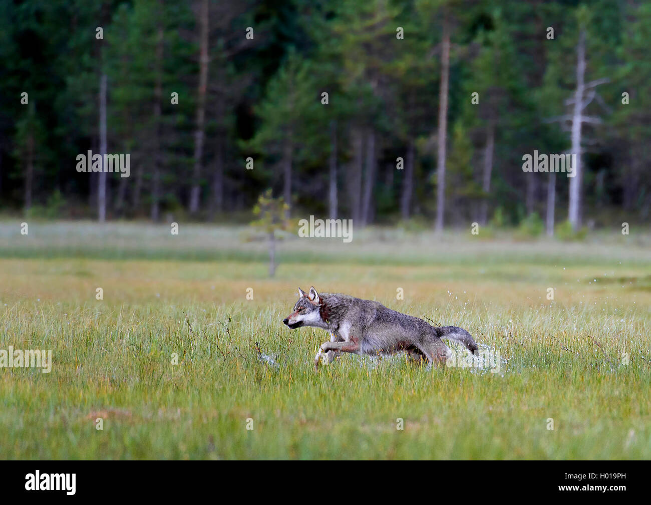 Europaeischer Wolf, Europaeischer Grauwolf, Gewoehnlicher Wolf ...