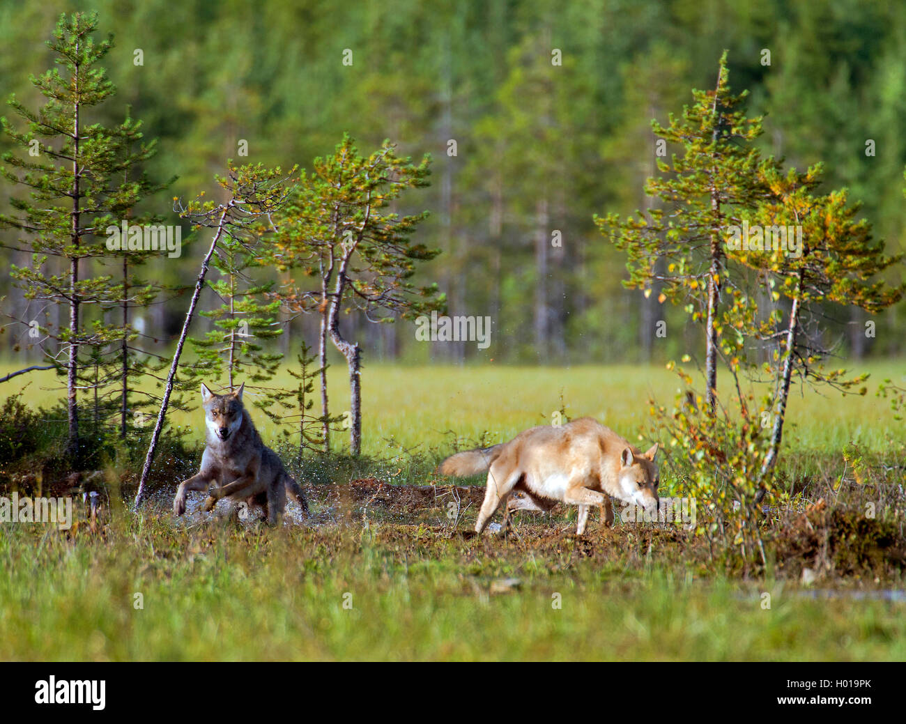 Europaeischer Wolf, Europaeischer Grauwolf, Gewoehnlicher Wolf ...