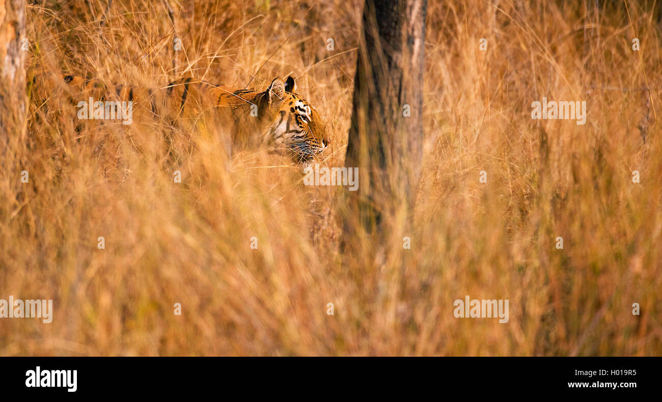 Koenigstiger, Indischer Tiger, Bengaltiger (Panthera tigris tigris ...