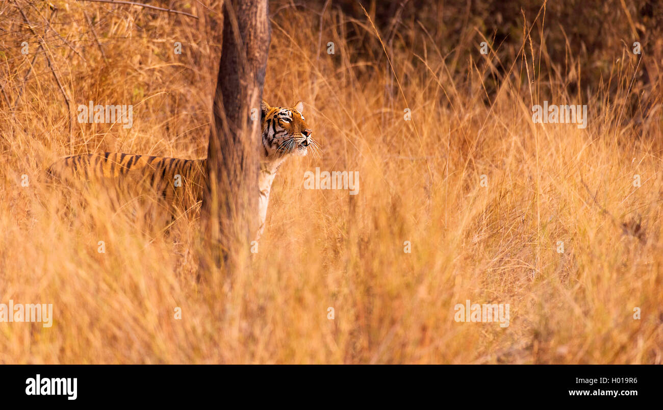 Indischer tiger koenigstiger panthera tigris hi-res stock photography ...