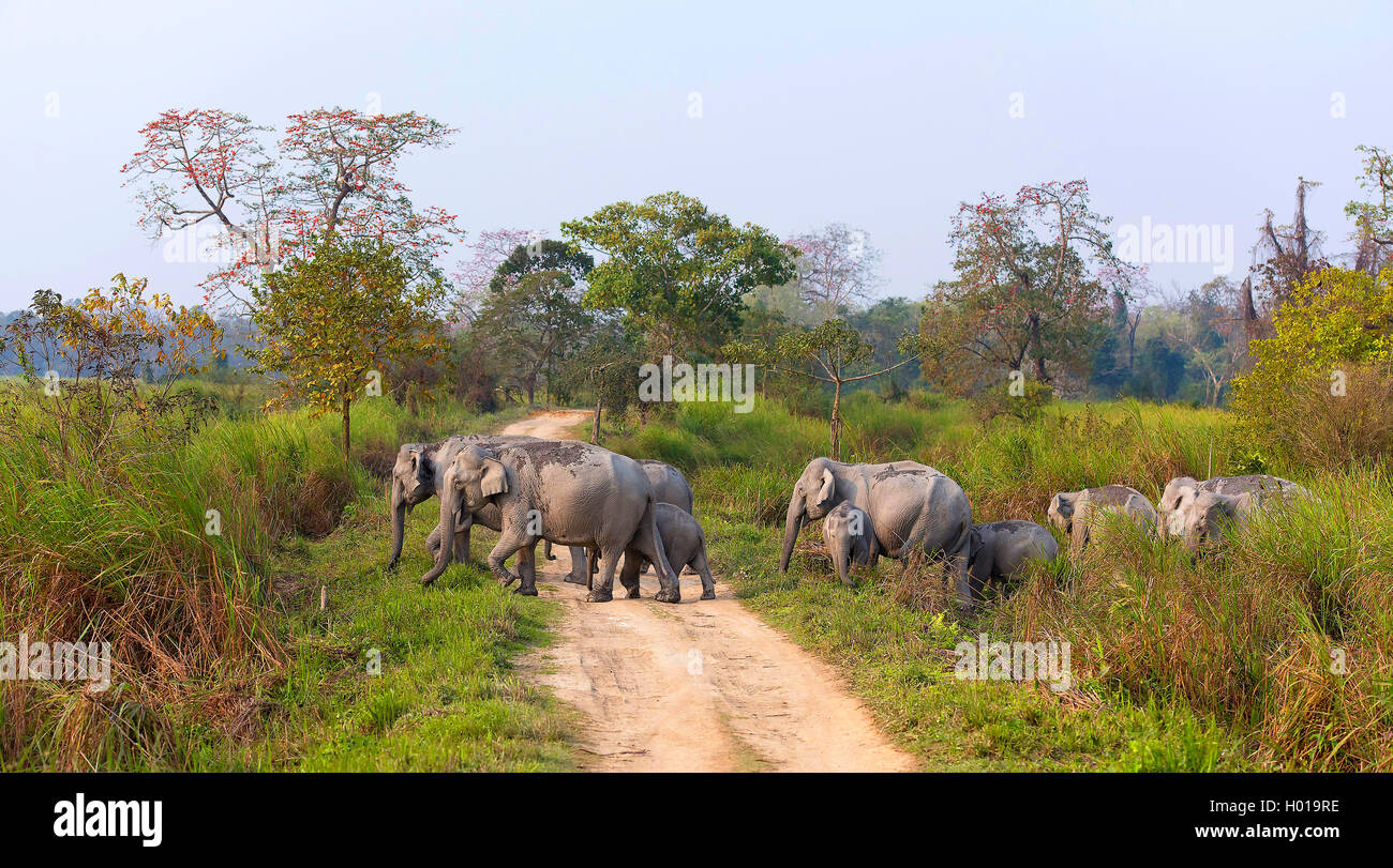 Indischer Elefant, Asiatischer Elefant (Elephas maximus indicus ...