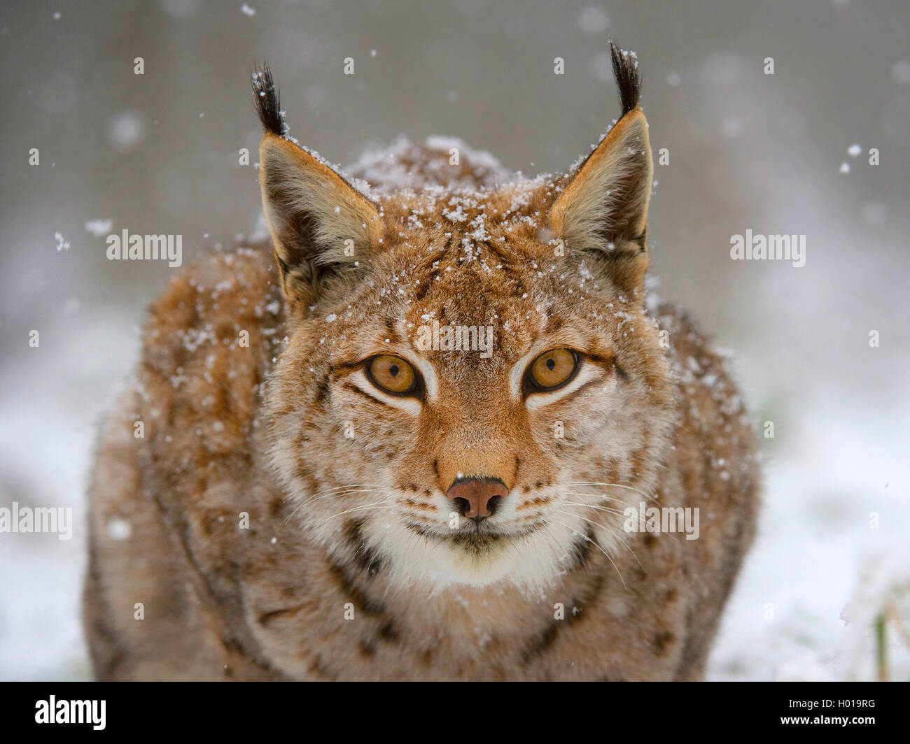 Eurasian lynx (Lynx lynx), portrait in snow, front view, Germany ...