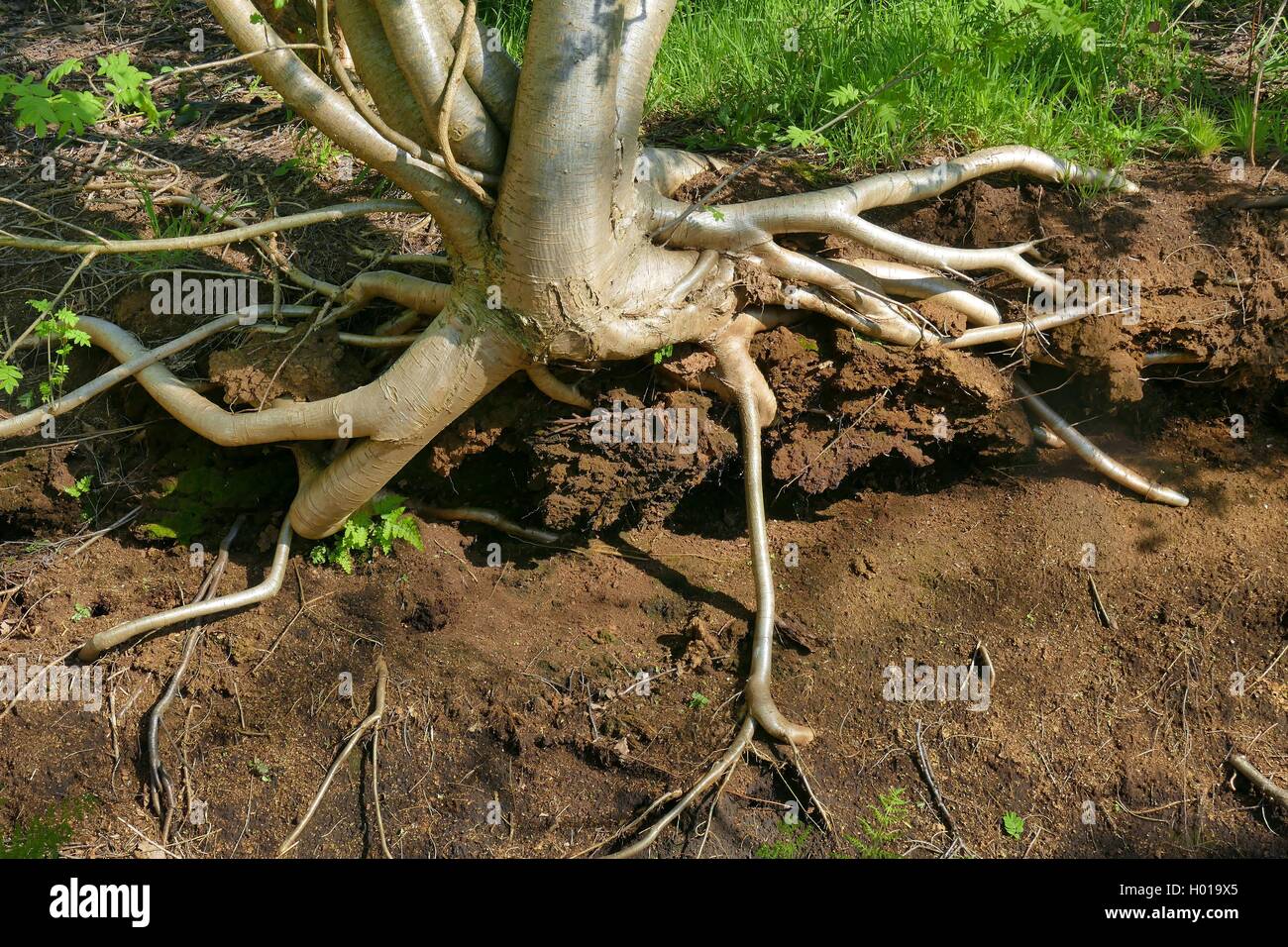 Roots horizontal root system hi-res stock photography and images - Alamy