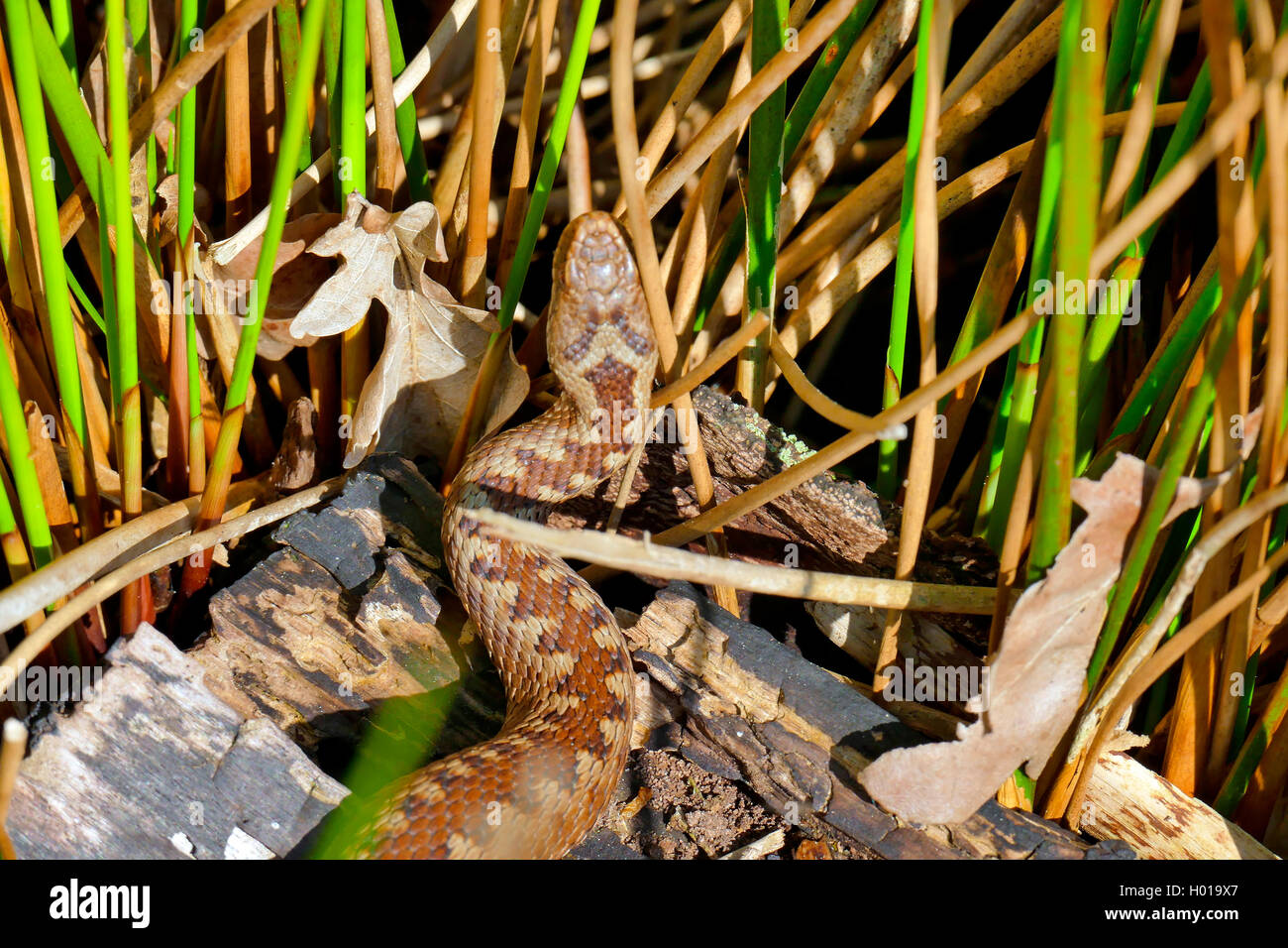 adder, common viper, common European viper, common viper (Vipera berus ...