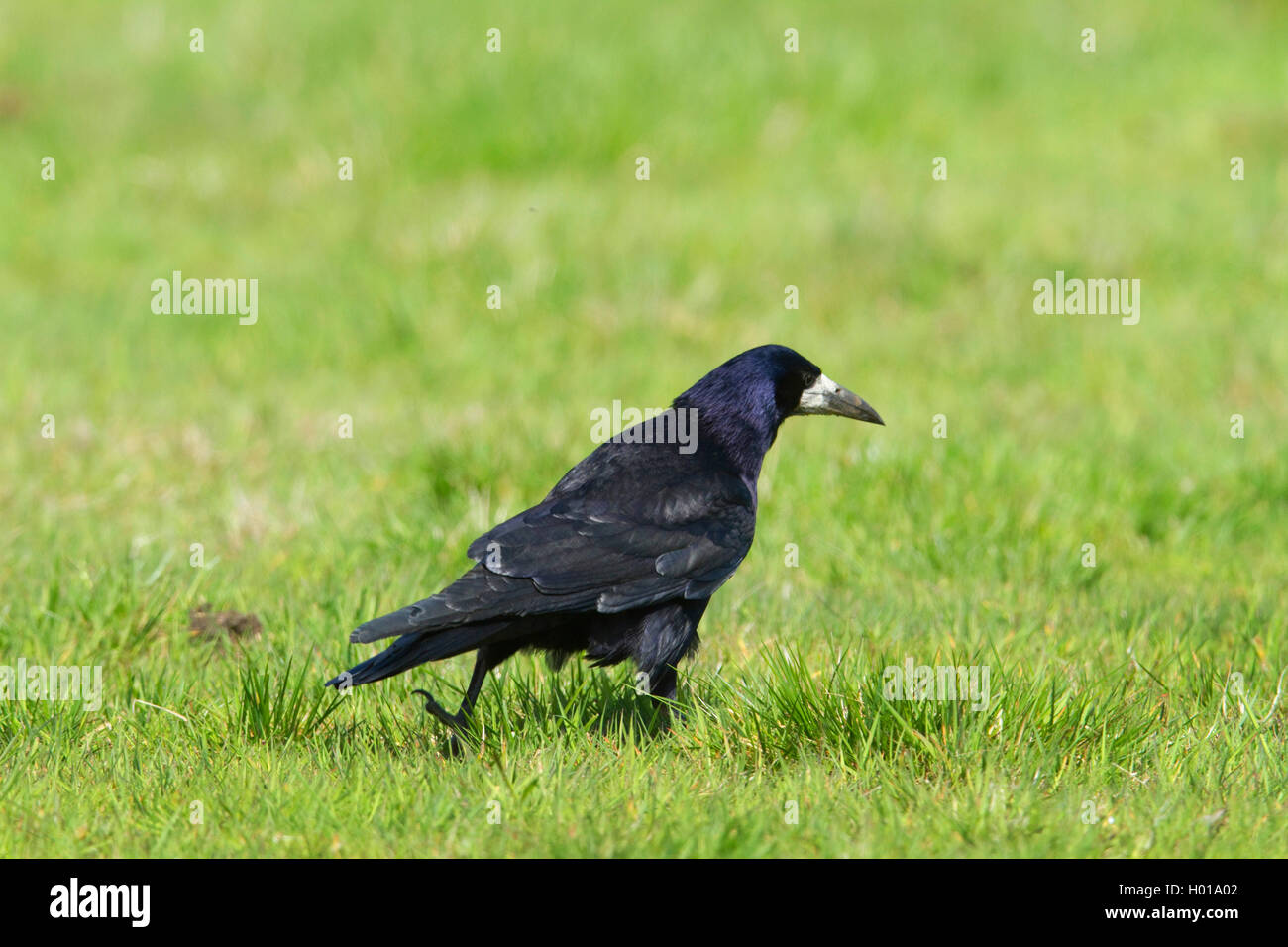 Black bird crow rook walks hi-res stock photography and images - Alamy