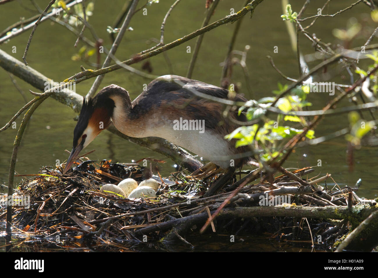great crested grebe (Podiceps cristatus), at the nest with eggs ...