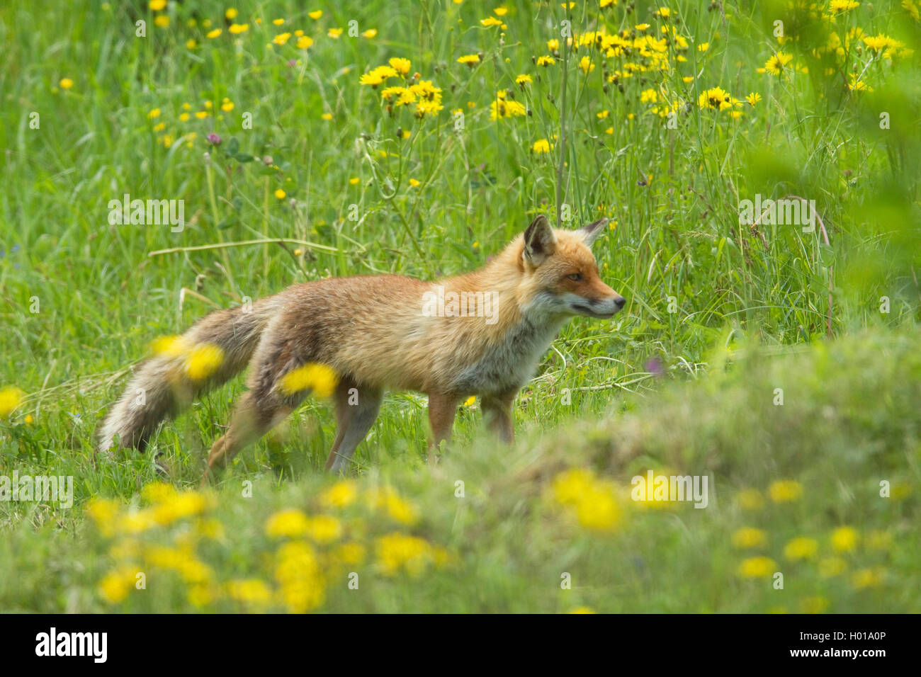red fox (Vulpes vulpes), in blooming meadow, Switzerland Stock Photo ...