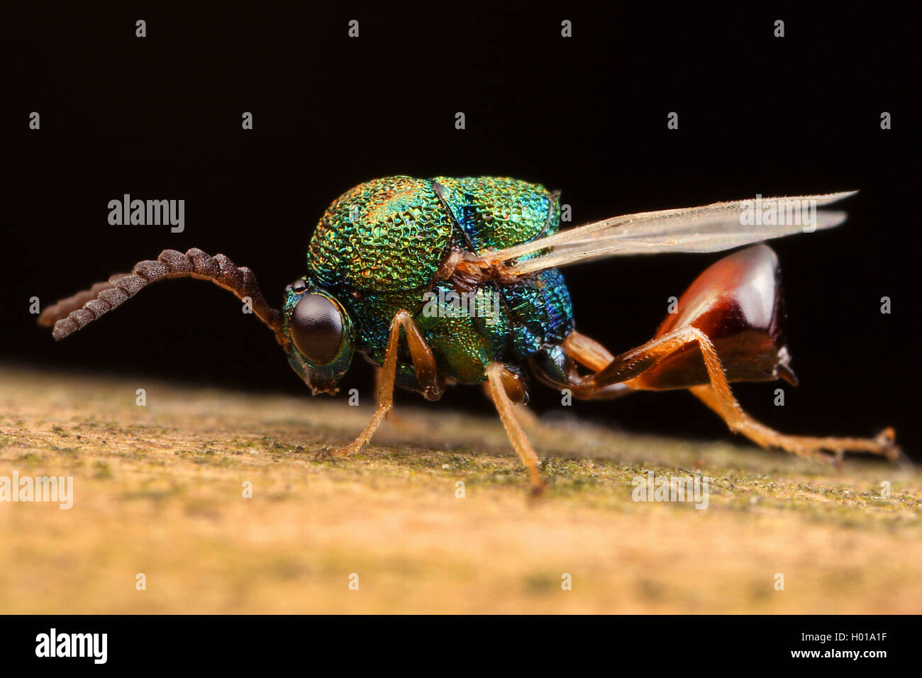 Scorpion Tailed Wasp
