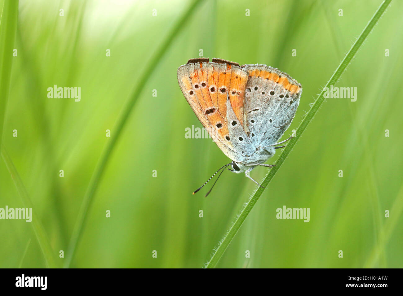 large copper (Lycaena dispar), on a blade of grass, Romania Stock Photo ...