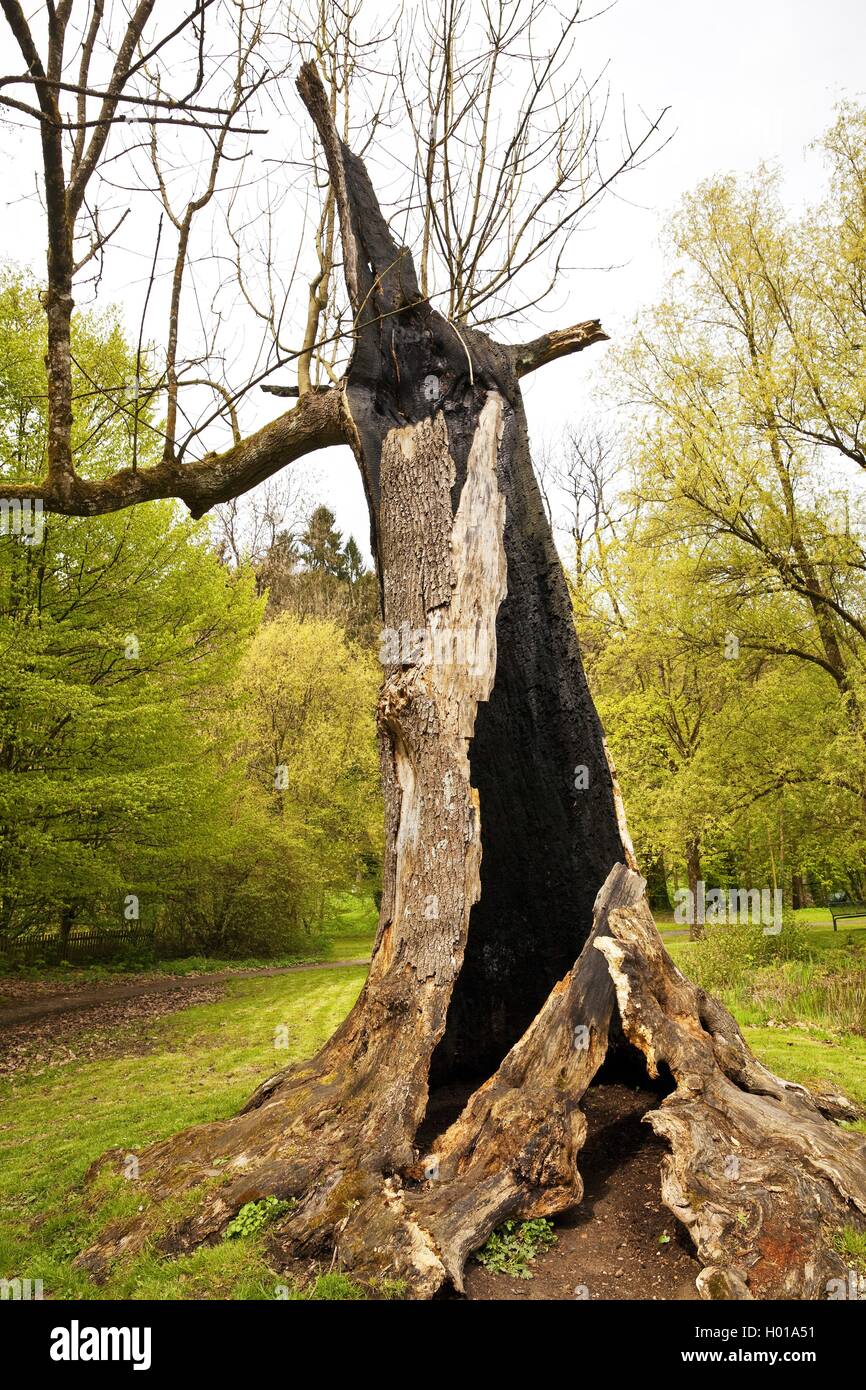 Tree clearings hi-res stock photography and images - Alamy
