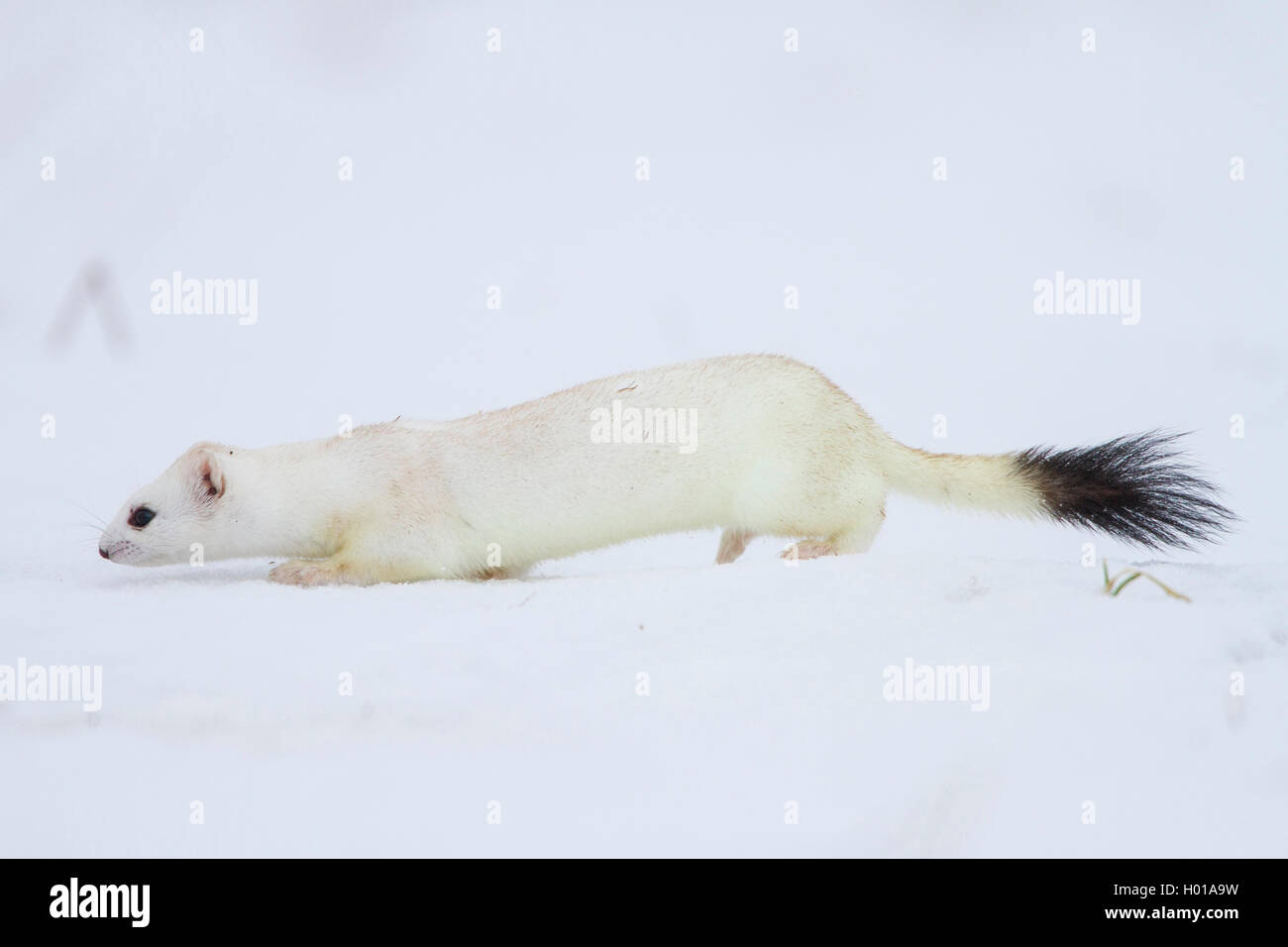 Ermine, Stoat, Short-tailed weasel (Mustela erminea), in winter coat in ...