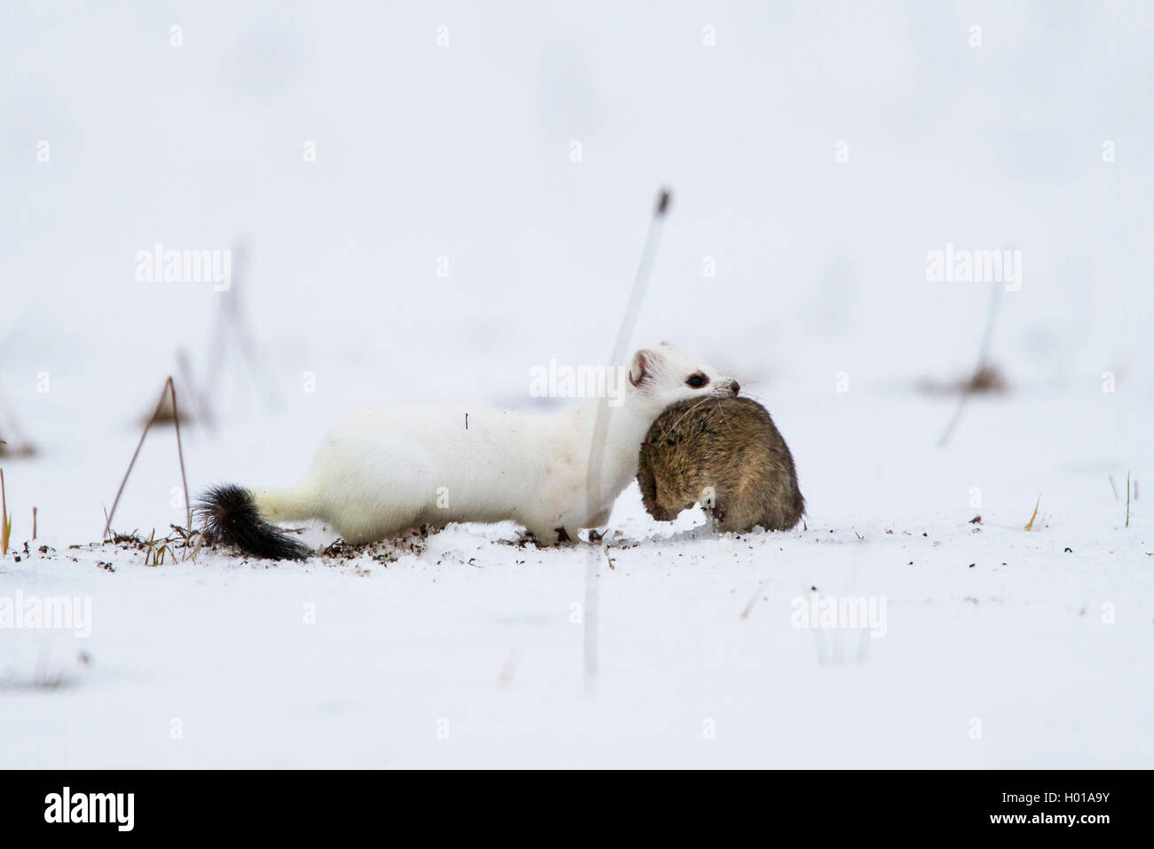 Ermine, Stoat, Short-tailed weasel (Mustela erminea), with a captured ...