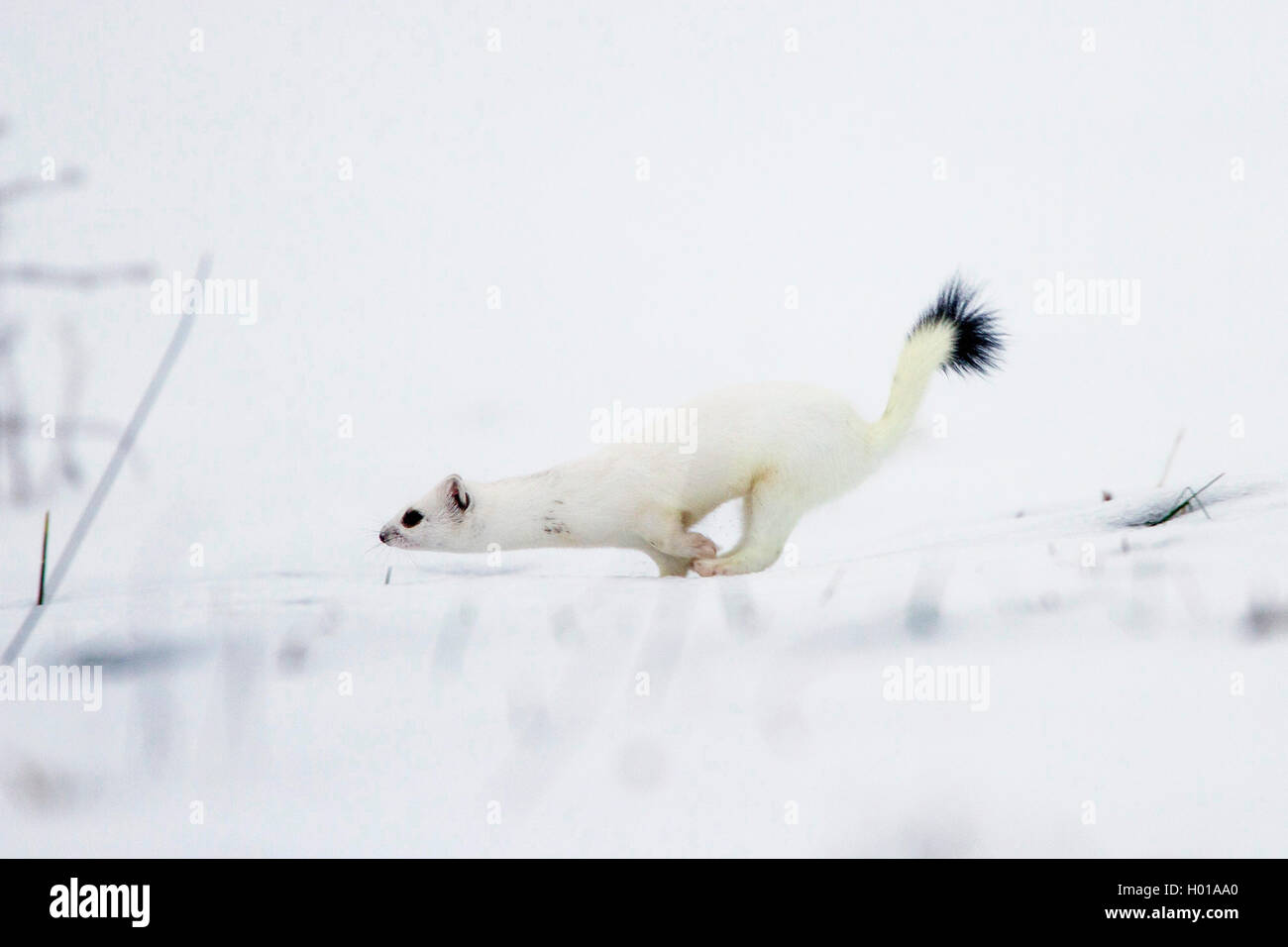 Ermine, Stoat, Short-tailed weasel (Mustela erminea), running on snow ...
