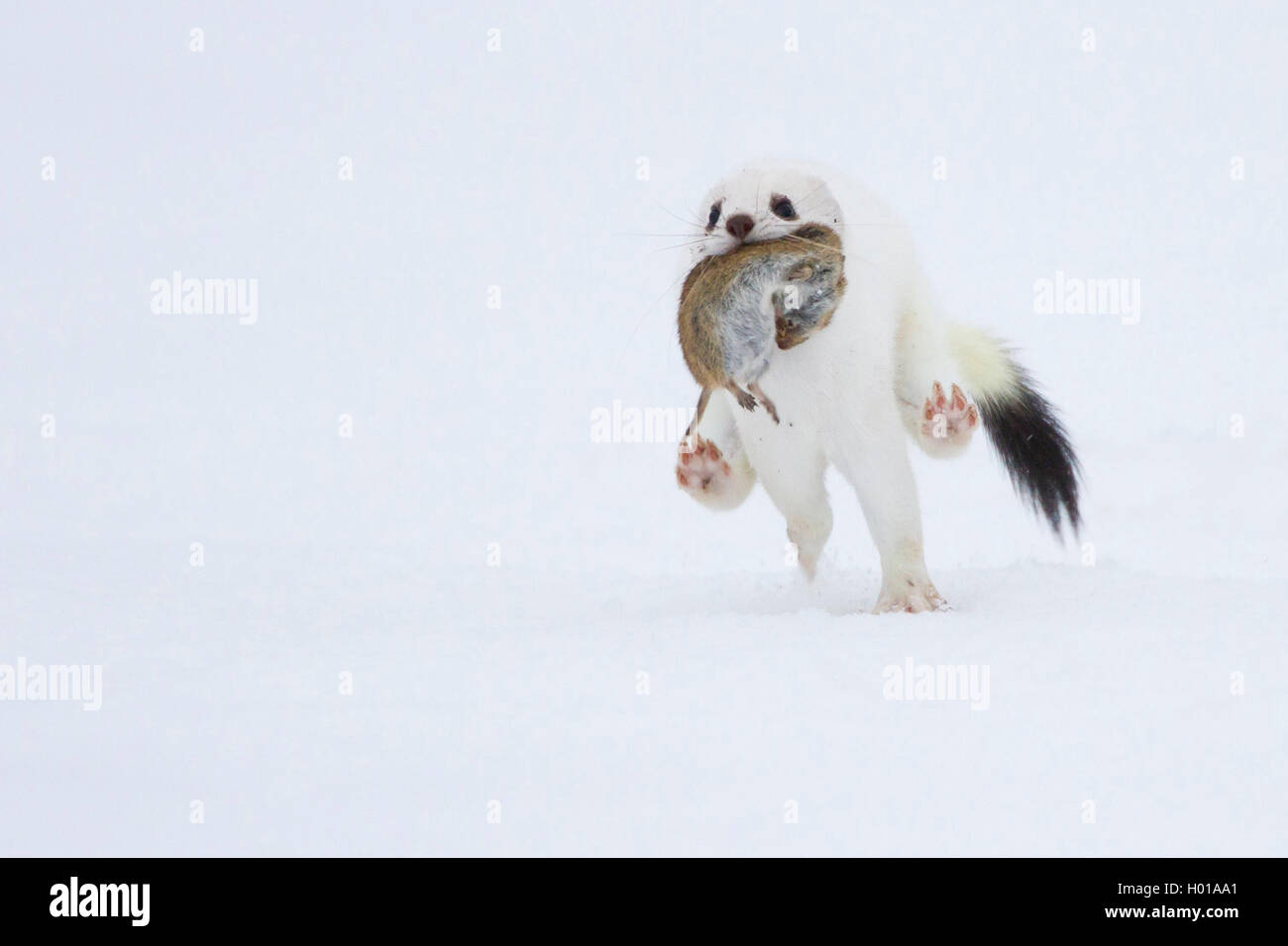 Ermine, Stoat, Short-tailed weasel (Mustela erminea), running with a ...