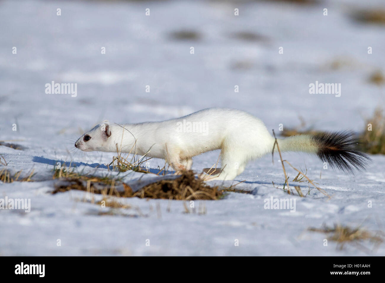 Arctic Tundra Ermine