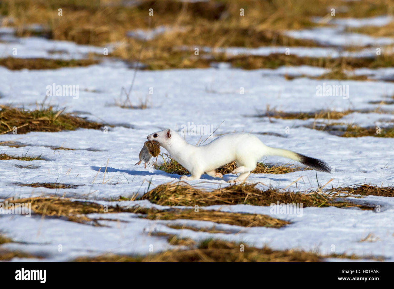 Ermine, Stoat, Short-tailed weasel (Mustela erminea), with a captured ...