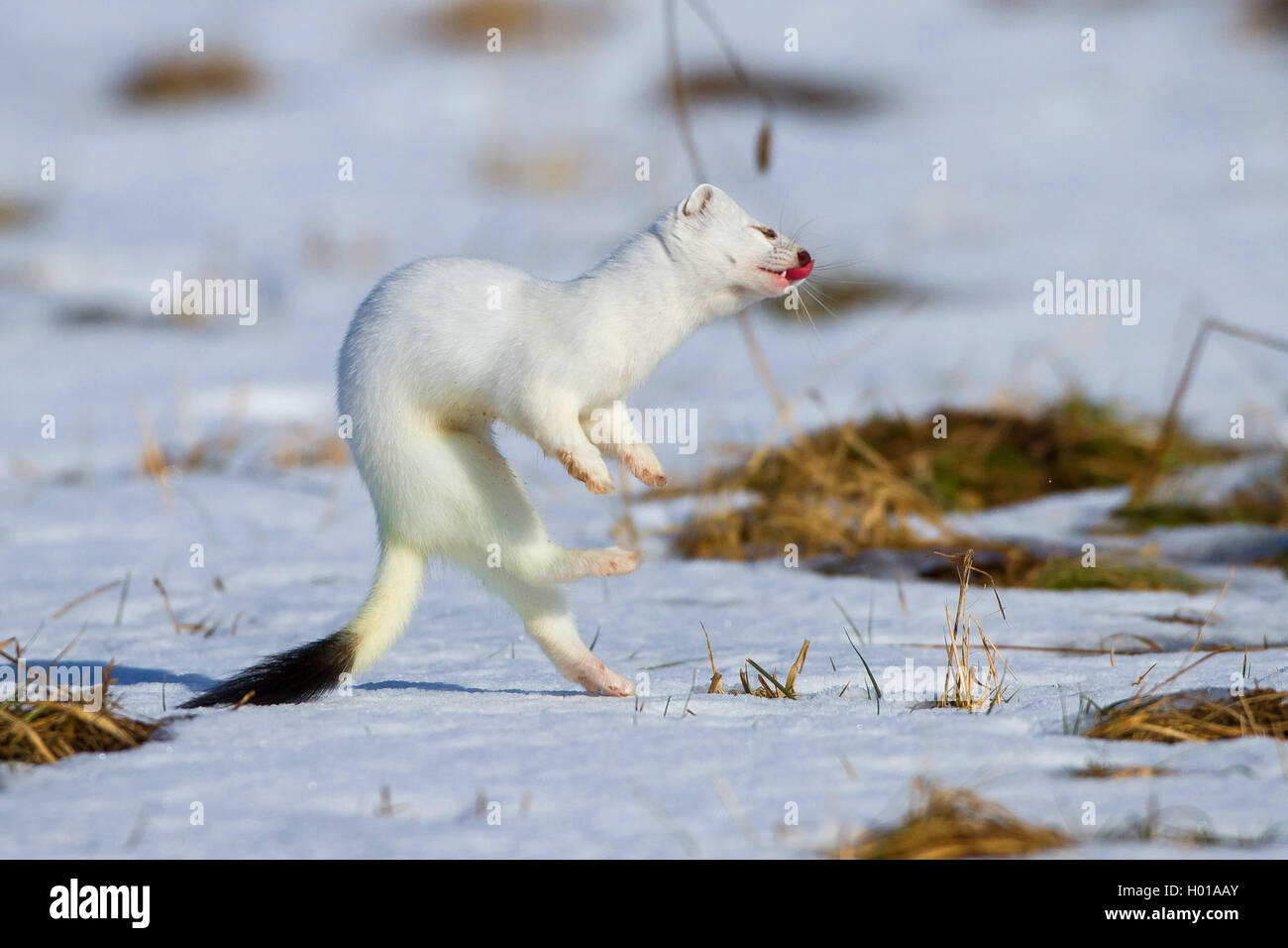 Ermine, Stoat, Short-tailed weasel (Mustela erminea), turning ...