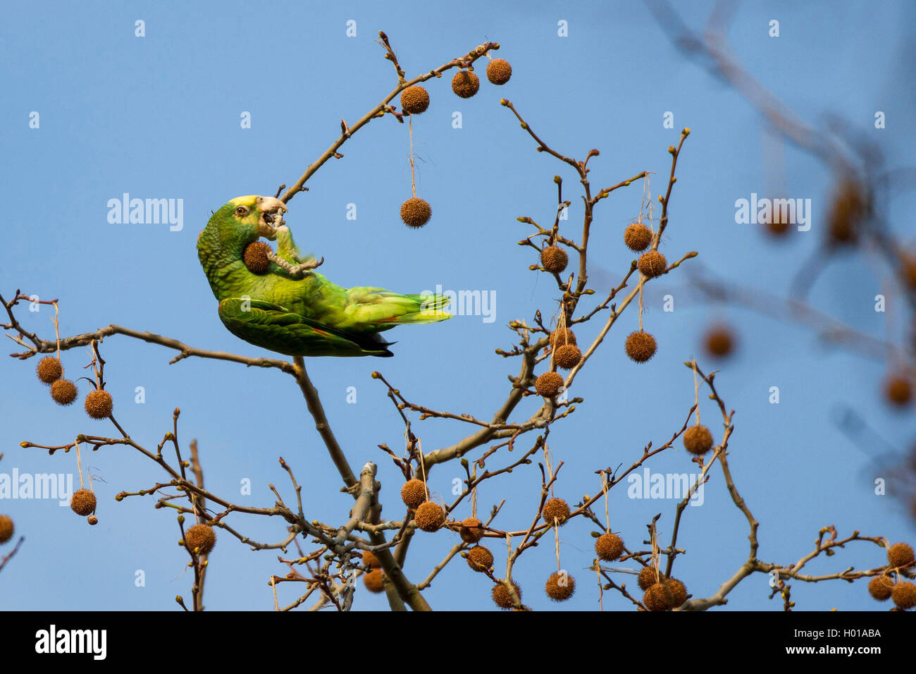 Poplar Branch High Resolution Stock Photography and Images - Alamy