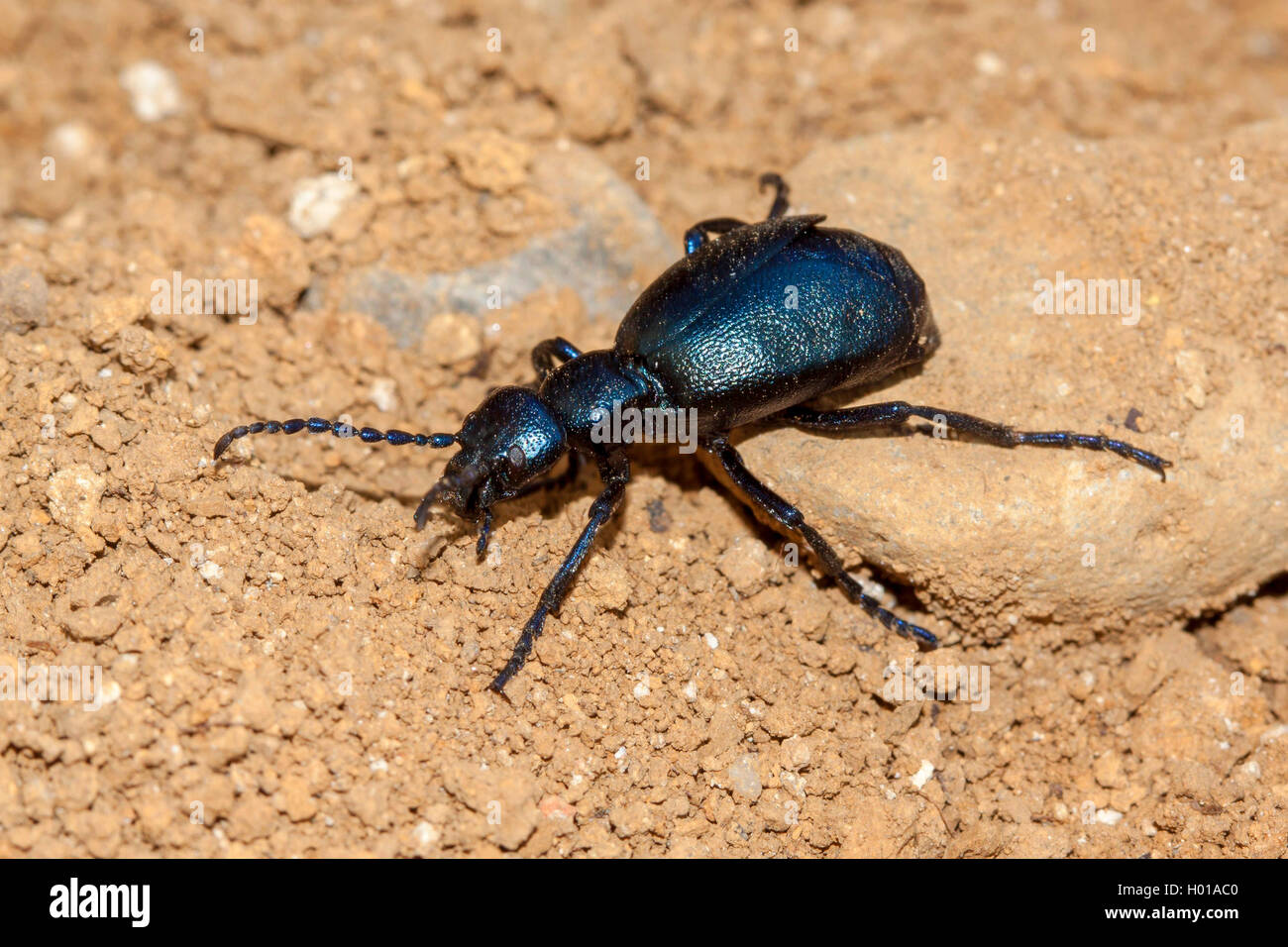 Oil beetle, Black oil beetle (Meloe proscarabaeus), female on the ...