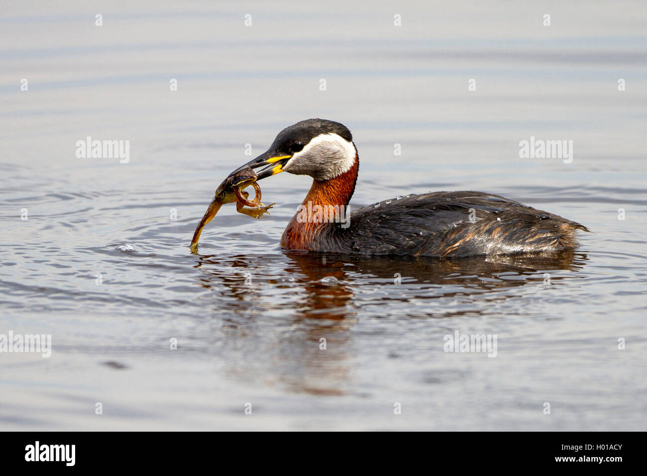 red-necked grebe (Podiceps grisegena), with caught frog in the beak ...