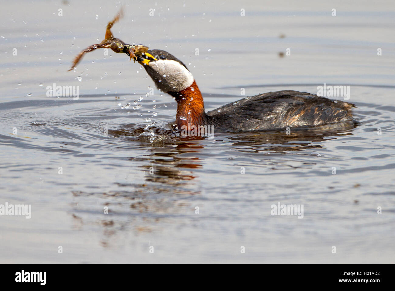 red-necked grebe (Podiceps grisegena), with caught frog in the beak ...