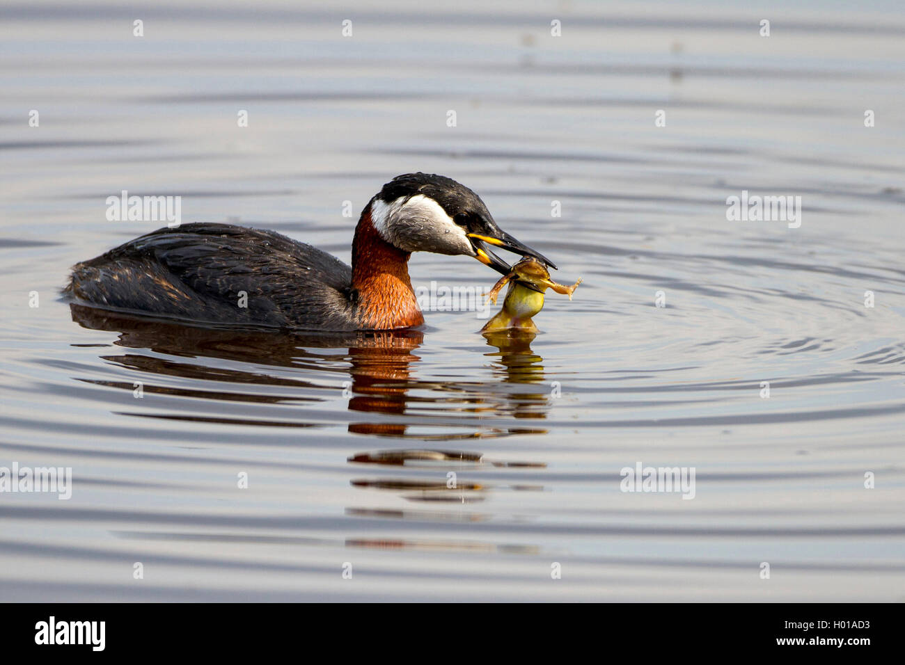 red-necked grebe (Podiceps grisegena), with caught frog in the beak ...