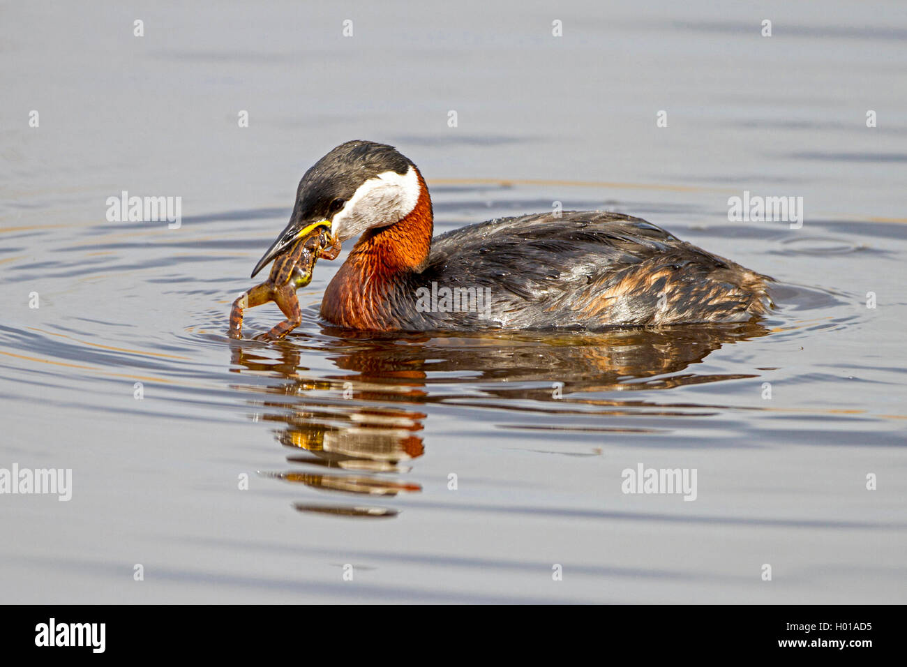 red-necked grebe (Podiceps grisegena), with caught frog in the beak ...