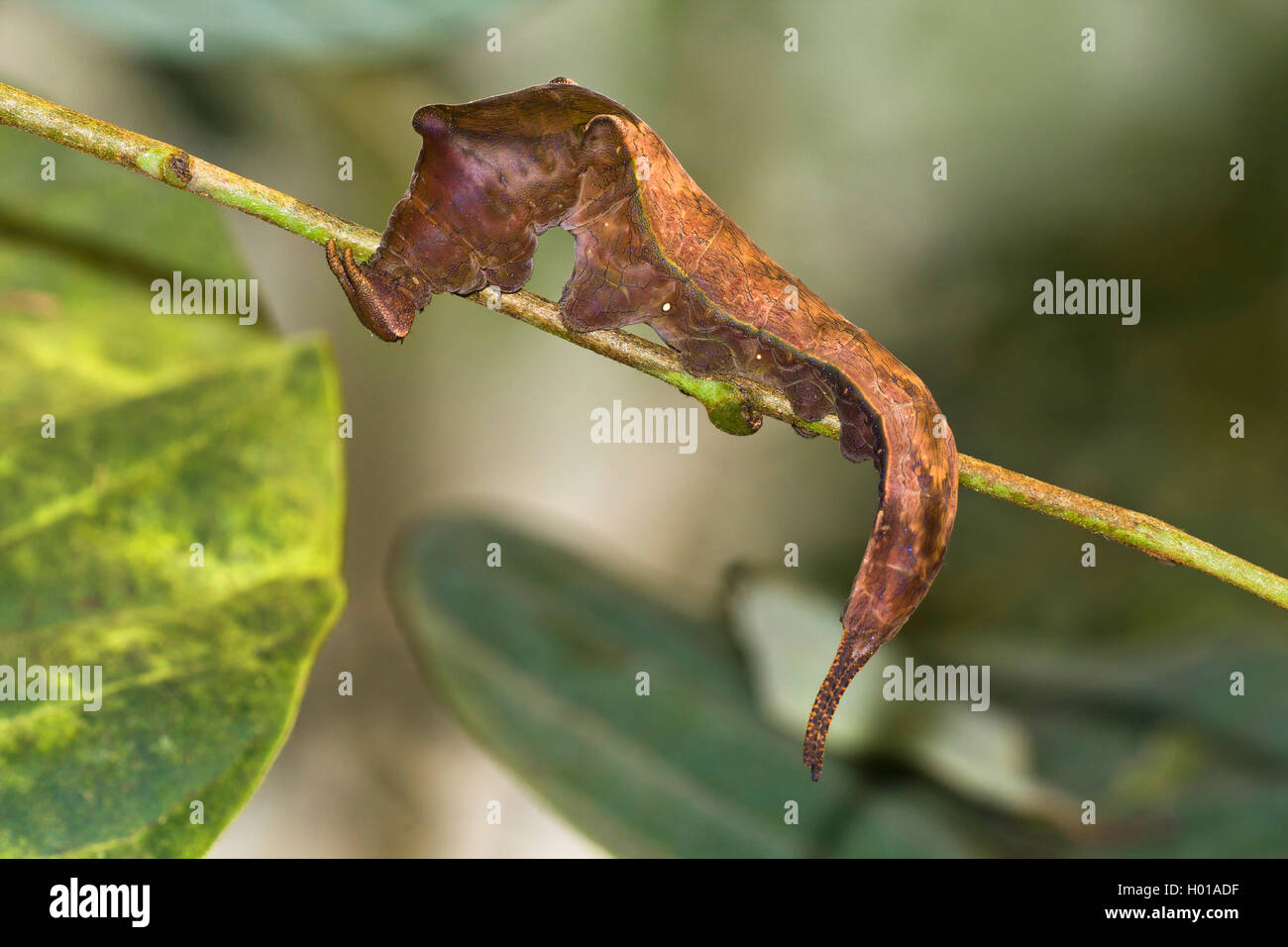 One-spotted prepona, Banded king shoemaker, Demophon shoemaker (Prepona ...