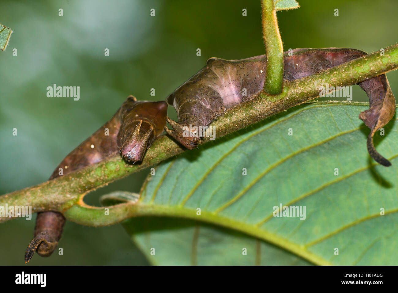 One-spotted prepona, Banded king shoemaker, Demophon shoemaker (Prepona ...