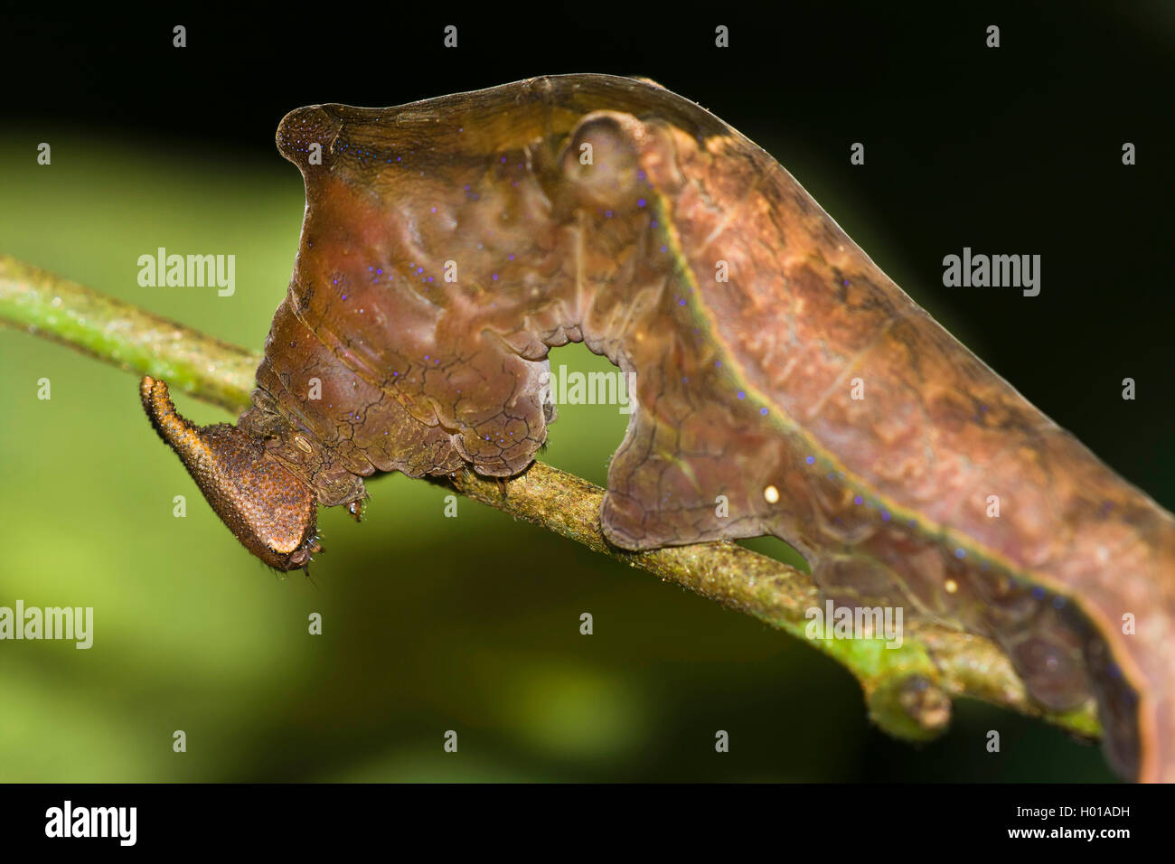 One-spotted prepona, Banded king shoemaker, Demophon shoemaker (Prepona ...