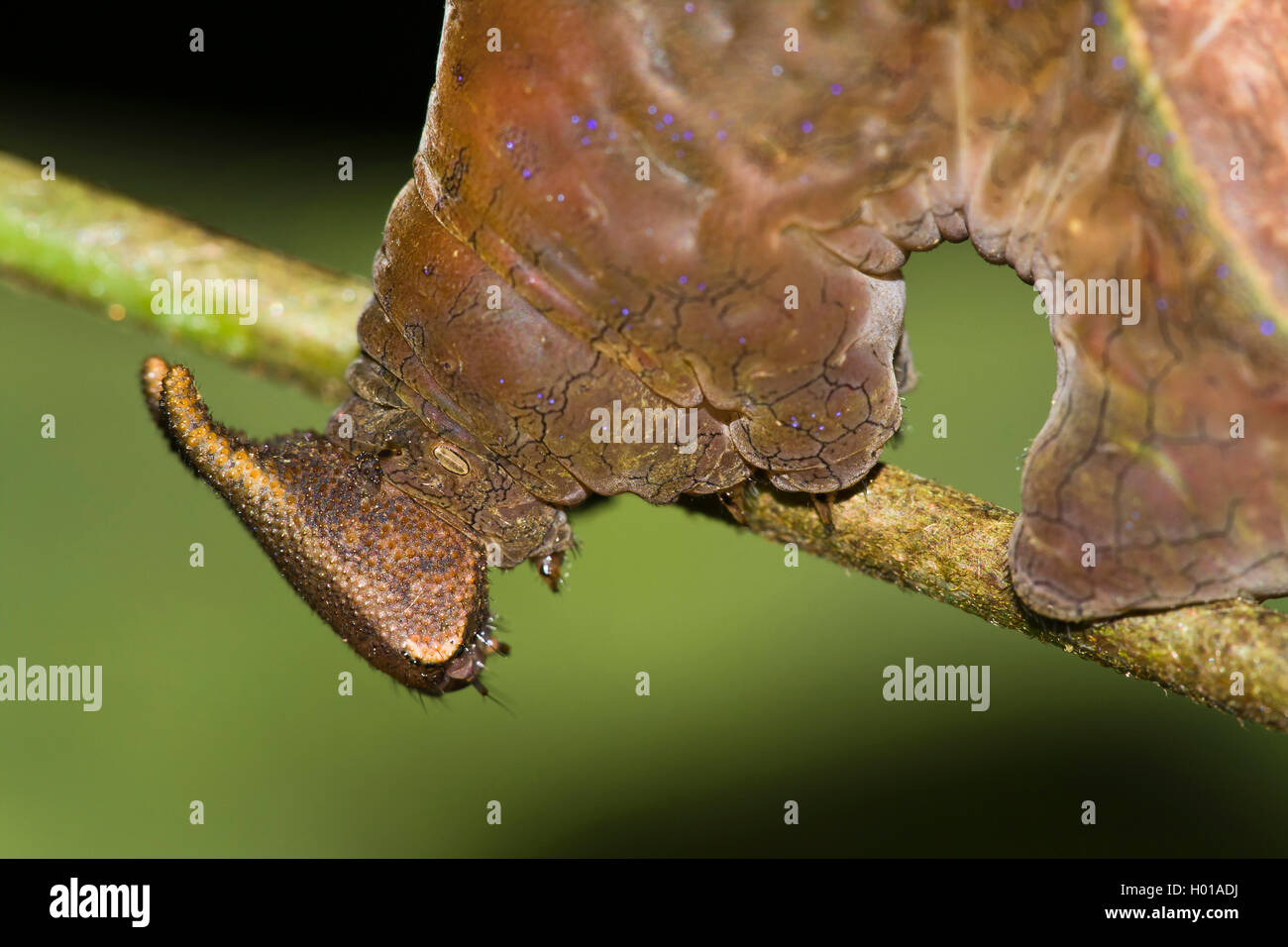 One-spotted prepona, Banded king shoemaker, Demophon shoemaker (Prepona ...