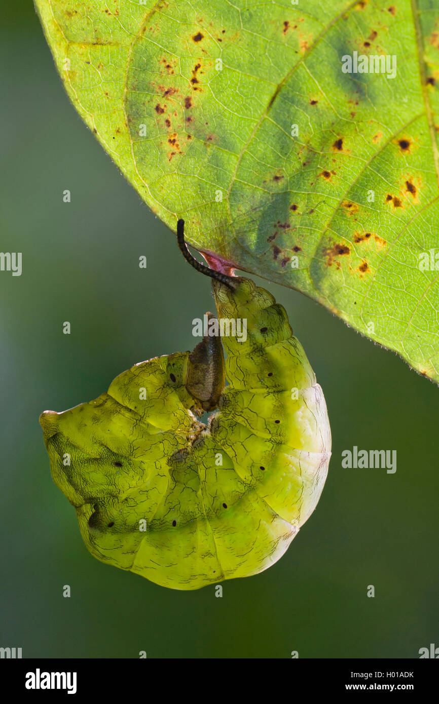 Blauer Schuster, Blaugestreifte Schwalbenschwanz (Prepona demophon ...