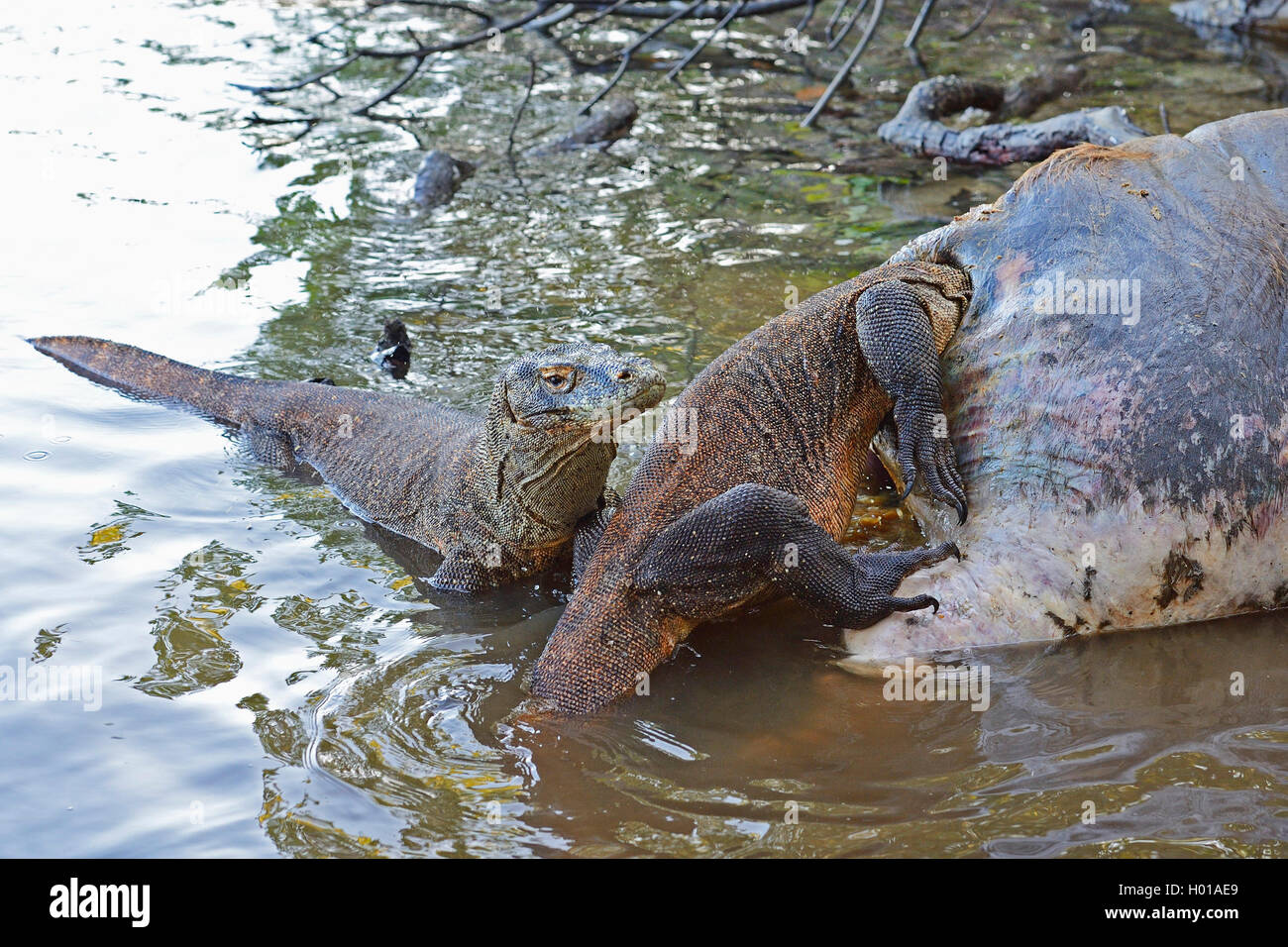 Komodo-Waran, Komodo Waran, Komodowaran (Varanus komodoensis), zwei ...