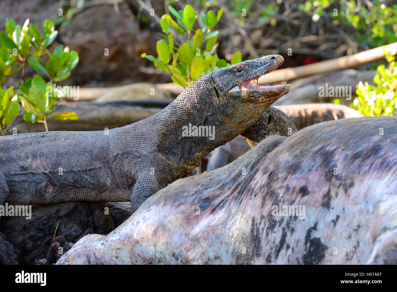 Komodo-Waran, Komodo Waran, Komodowaran (Varanus komodoensis), frisst ...