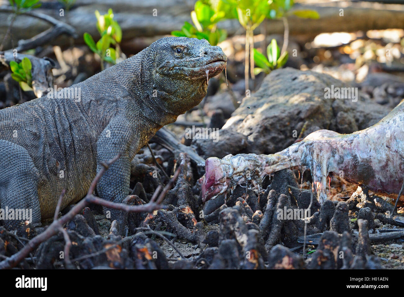 Komodo nationalpark tiere hi-res stock photography and images - Alamy