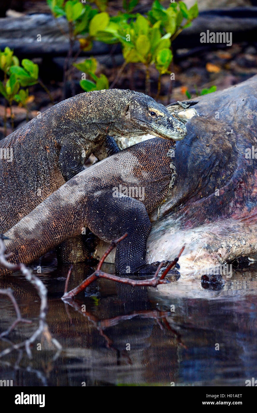 Komodo-Waran, Komodo Waran, Komodowaran (Varanus komodoensis), zwei ...