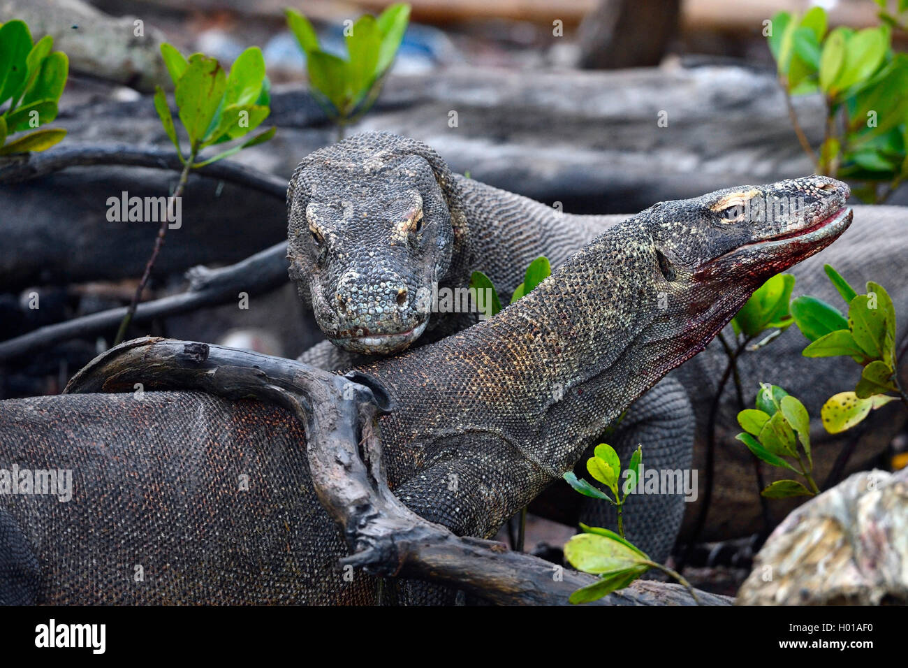 Komodo-Waran, Komodo Waran, Komodowaran (Varanus komodoensis), zwei ...