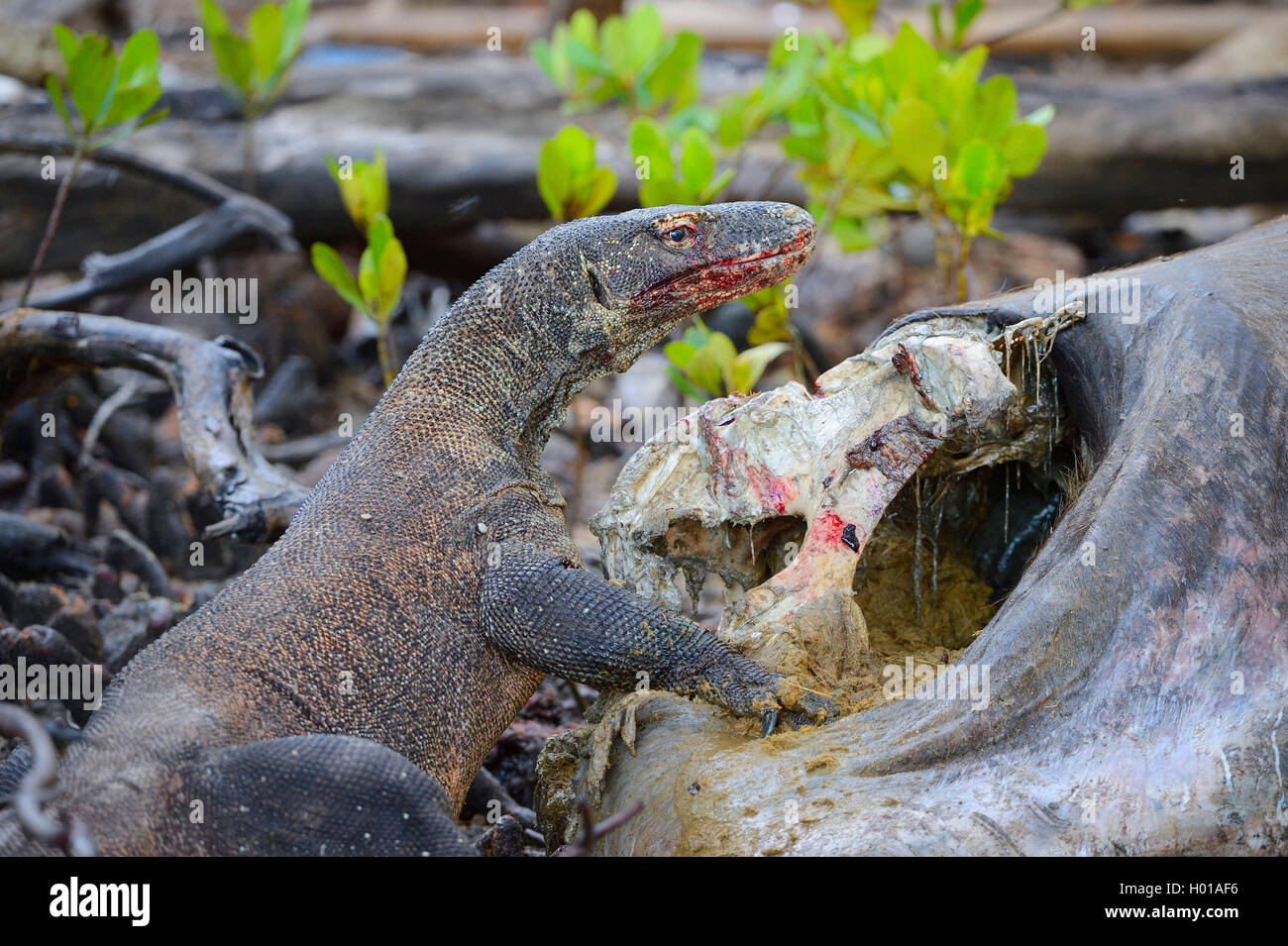 Komodowaran Der Komodowaran Hat Keine Natürlichen Feinde | Tiernah