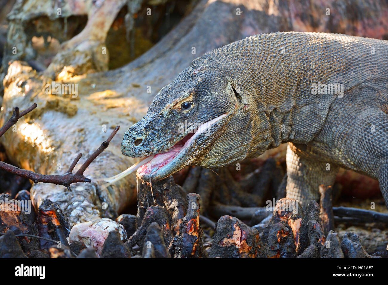 Komodo-Waran, Komodo Waran, Komodowaran (Varanus komodoensis), Portraet ...
