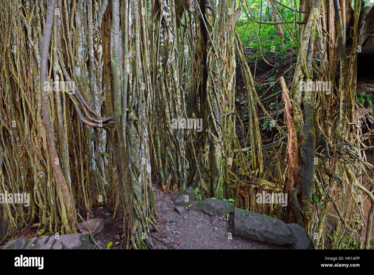 fig (Ficus spec.), aerial roots of a fig tree in at Holy Spring Temple ...